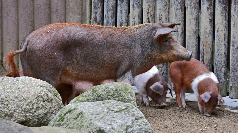 Husumer Protestschwein - Fotos 2 - Medienwerkstatt-Wissen © 2006- 2026 ...