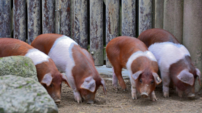 Husumer Protestschwein - Fotos 2 - Medienwerkstatt-Wissen © 2006- 2026 ...