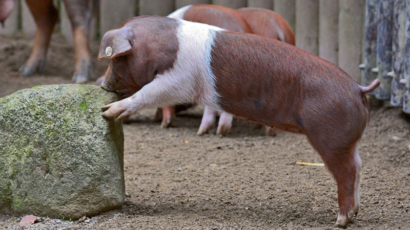 Husumer Protestschwein - Fotos 2 - Medienwerkstatt-Wissen © 2006- 2026 ...