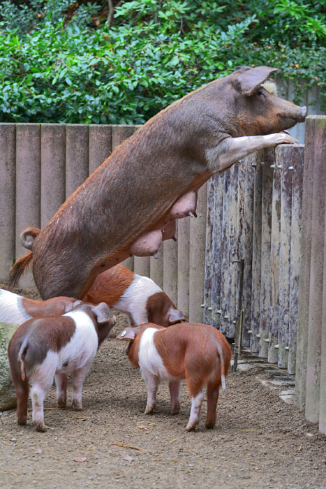 Husumer Protestschwein - Fotos 2 - Medienwerkstatt-Wissen © 2006- 2026 ...