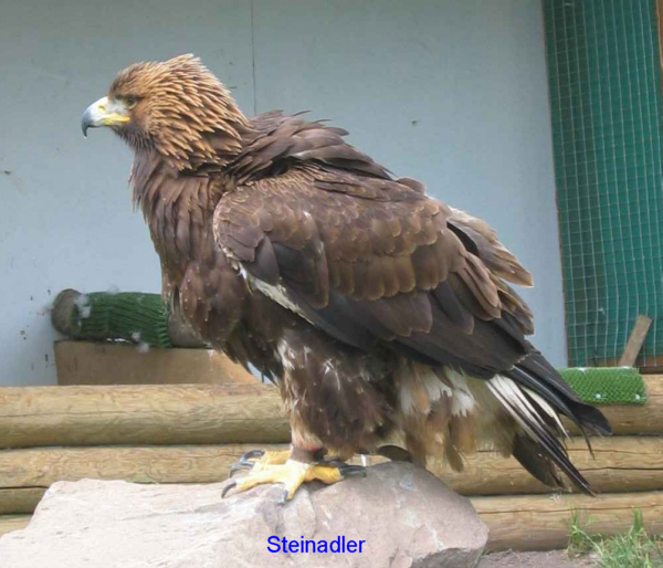 Adler - Fotos - Medienwerkstatt-Wissen © 2006-2026 Medienwerkstatt