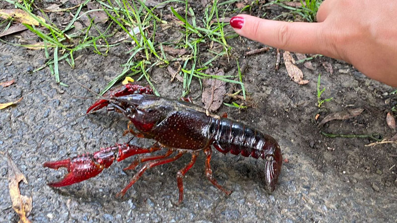 Roter Amerikanischer Sumpfkrebs - Fotos - Medienwerkstatt-Wissen © 2006 ...