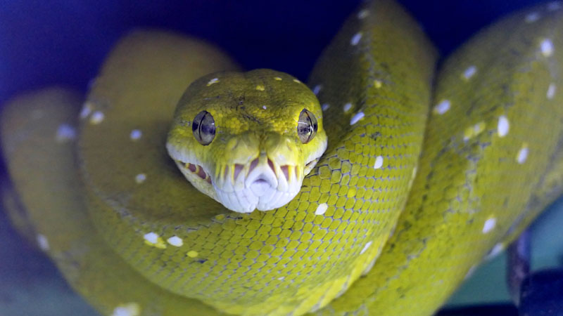 Grüner Baumpython - allgemein - Medienwerkstatt-Wissen © 2006-2025 ...