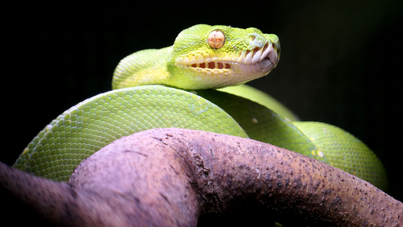 Grüner Baumpython - allgemein - Medienwerkstatt-Wissen © 2006-2025 ...