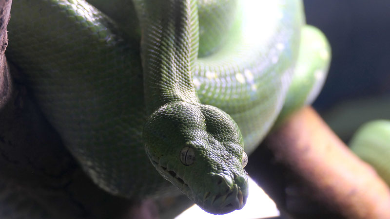 Grüner Baumpython - Fotos 1 - Medienwerkstatt-Wissen © 2006-2025 ...
