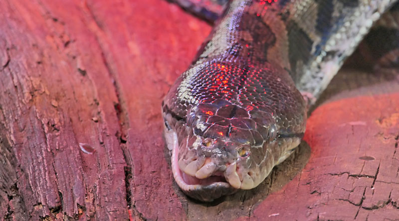 Netzpython - Fotos 2 - Medienwerkstatt-Wissen © 2006-2025 Medienwerkstatt