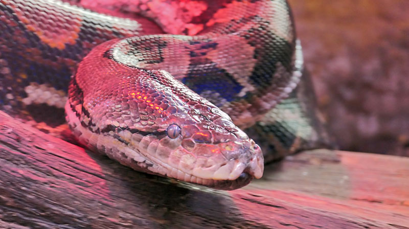 Netzpython - Fotos 2 - Medienwerkstatt-Wissen © 2006-2025 Medienwerkstatt