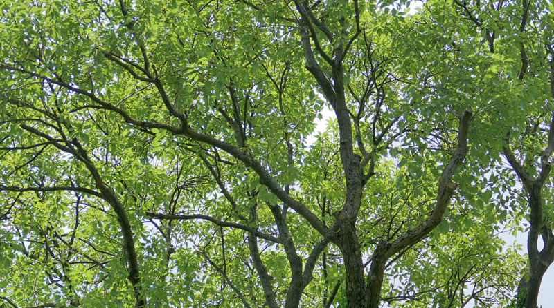 Esche - Medienwerkstatt-Wissen © 2006-2025 Medienwerkstatt