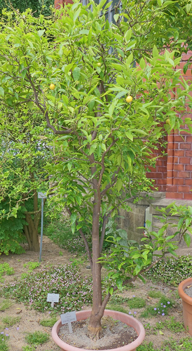 Zitronenbaum - Medienwerkstatt-Wissen © 2006-2025 Medienwerkstatt