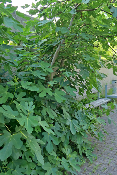 Feigenbaum - Medienwerkstatt-Wissen © 2006-2025 Medienwerkstatt