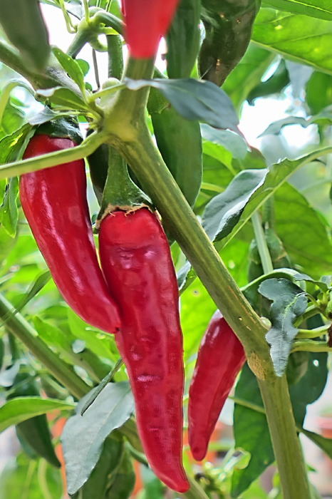 Spanischer Pfeffer, Paprika (Capsicum annuum L.) - allgemein ...