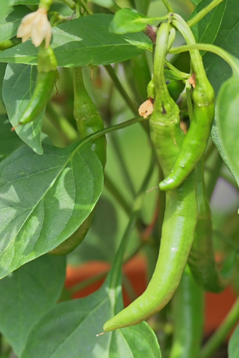 Roter langer Wetländer 1 - Medienwerkstatt-Wissen © 2006-2025 ...