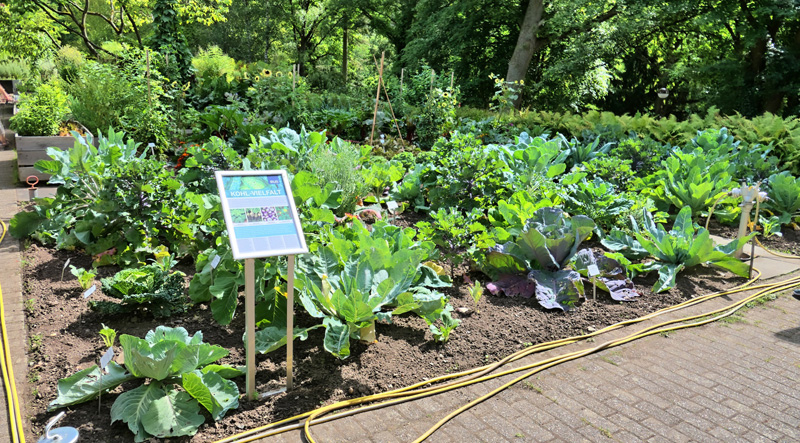 Kohl-Vielfalt - allgemein - Medienwerkstatt-Wissen © 2006-2025 ...