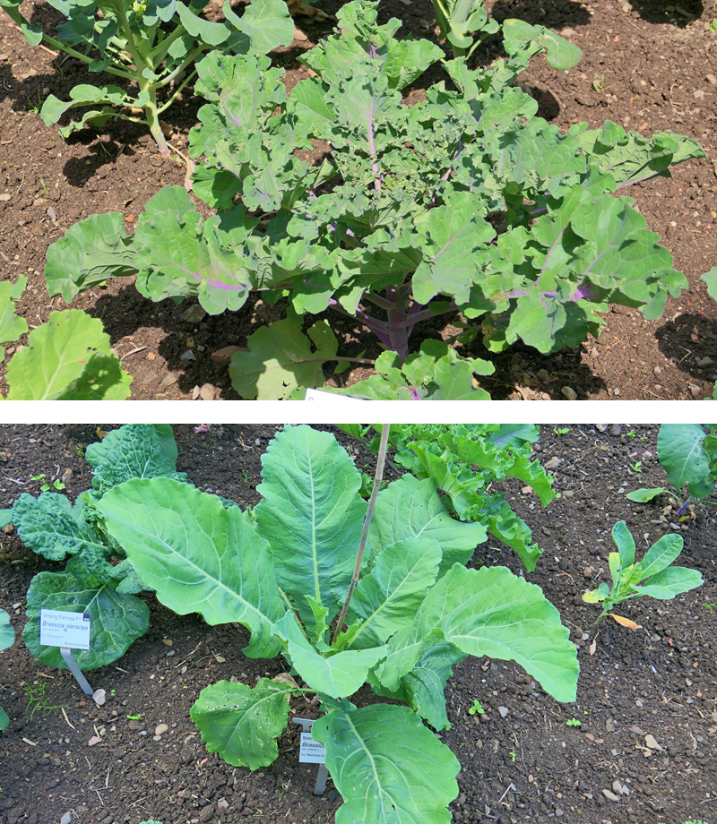 Kohl-Vielfalt - Fotos 1 - Medienwerkstatt-Wissen © 2006-2025 ...