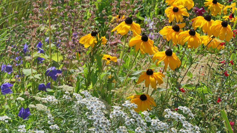 Staudenbeet - Fotos 1 - Medienwerkstatt-Wissen © 2006-2026 Medienwerkstatt