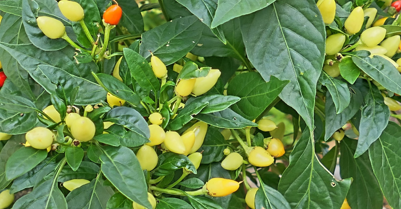 Okrazne Spicate - Medienwerkstatt-Wissen © 2006-2024 Medienwerkstatt