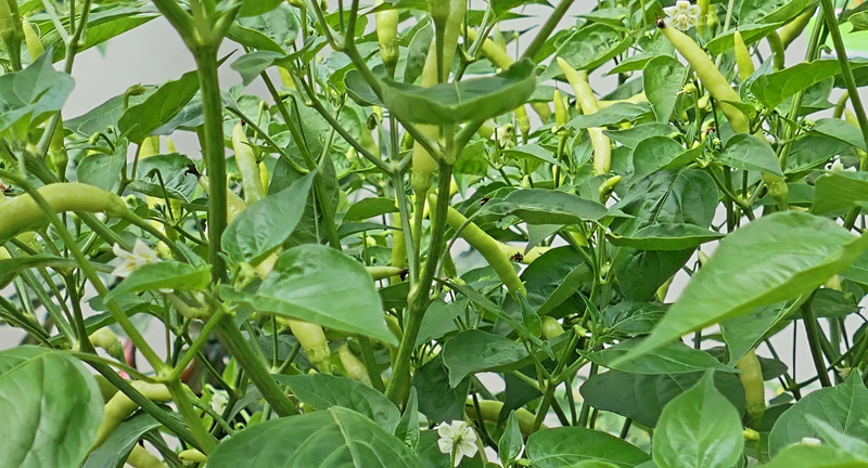 Piri Piri - Medienwerkstatt-Wissen © 2006-2025 Medienwerkstatt