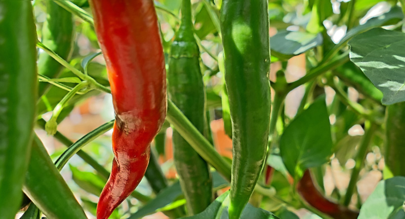 Roter Langer Wetländer 2 - Medienwerkstatt-Wissen © 2006-2024 ...