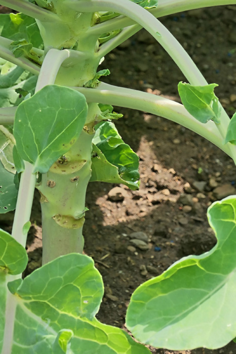 Kohl-Vielfalt - Spazierstockkohl - Medienwerkstatt-Wissen © 2006-2025 ...