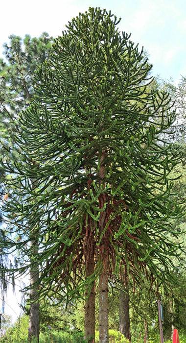 Chilenische Araukarie - Medienwerkstatt-Wissen © 2006-2025 Medienwerkstatt