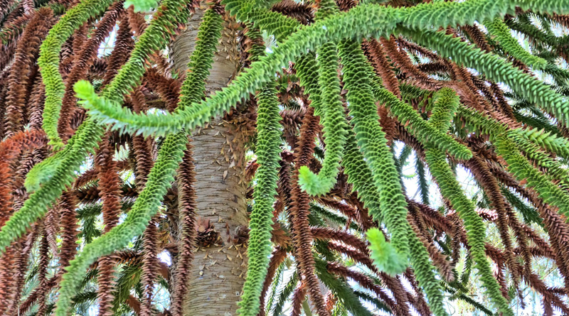 Chilenische Araukarie - Medienwerkstatt-Wissen © 2006-2024 Medienwerkstatt