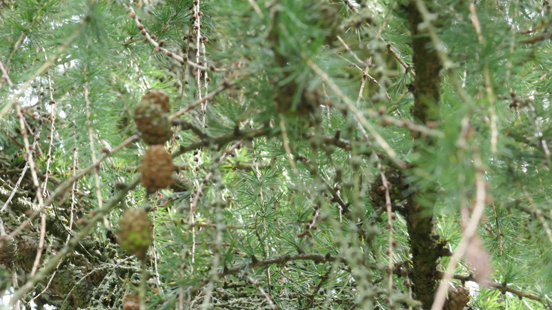 Europäische Lärche - Medienwerkstatt-Wissen © 2006-2025 Medienwerkstatt