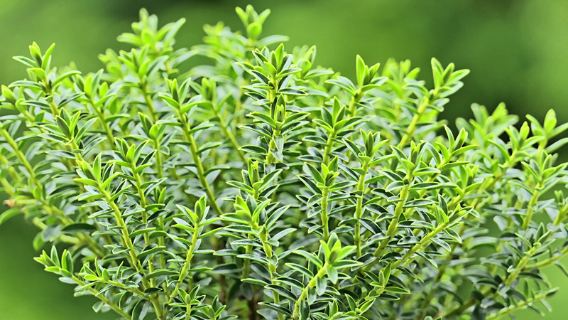 Strauch-Veronika "Buxifolia" - Medienwerkstatt-Wissen © 2006-2025 ...