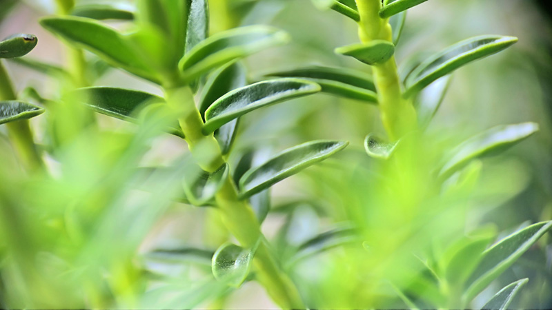 Strauch-Veronika "Buxifolia" - Medienwerkstatt-Wissen © 2006-2025 ...