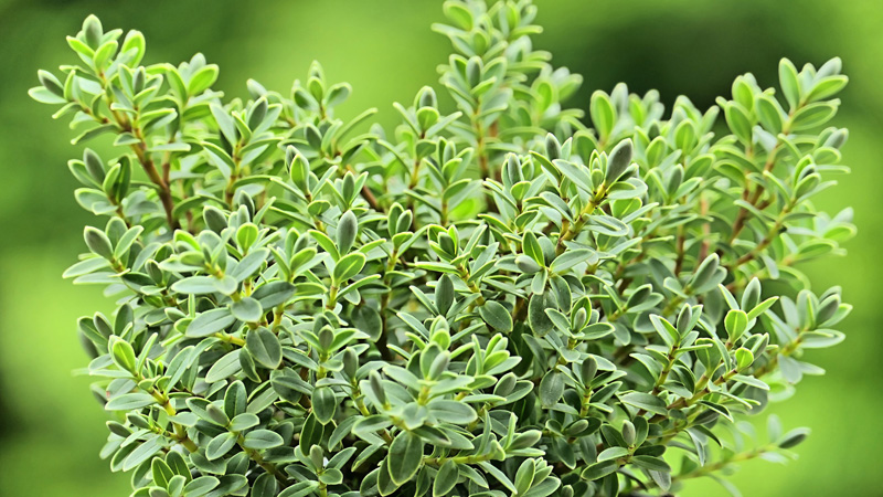 Strauch-Veronika "Topiaria" - Medienwerkstatt-Wissen © 2006-2025 ...