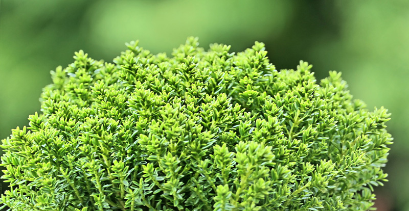 Strauch-Veronika „Green Globe" - Medienwerkstatt-Wissen © 2006-2025 ...