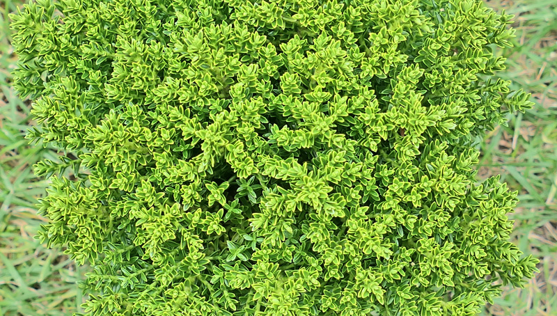 Strauch-Veronika „Green Globe" - Medienwerkstatt-Wissen © 2006-2025 ...