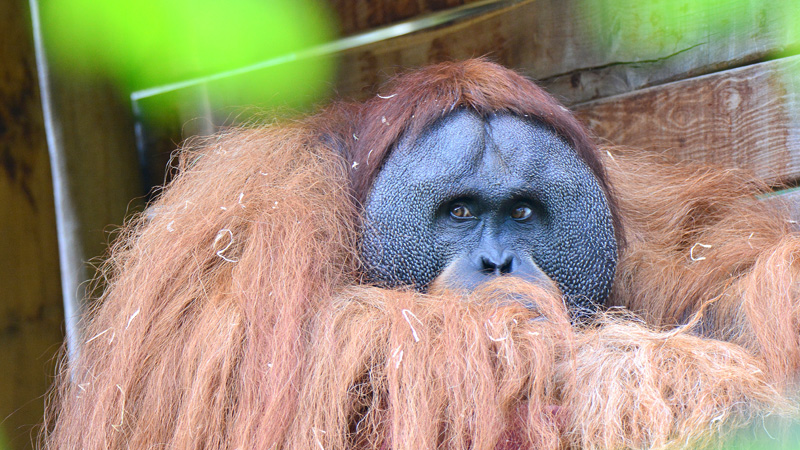 Orang-Utan - Fotos 7 - Medienwerkstatt-Wissen © 2006-2025 Medienwerkstatt