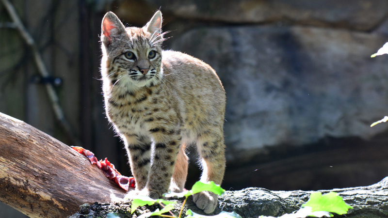 Rotluchs - allgemein - Medienwerkstatt-Wissen © 2006-2025 Medienwerkstatt
