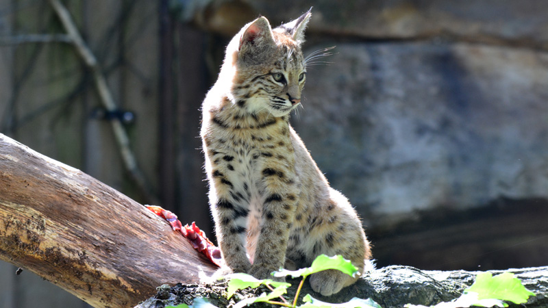 Rotluchs - allgemein - Medienwerkstatt-Wissen © 2006-2025 Medienwerkstatt