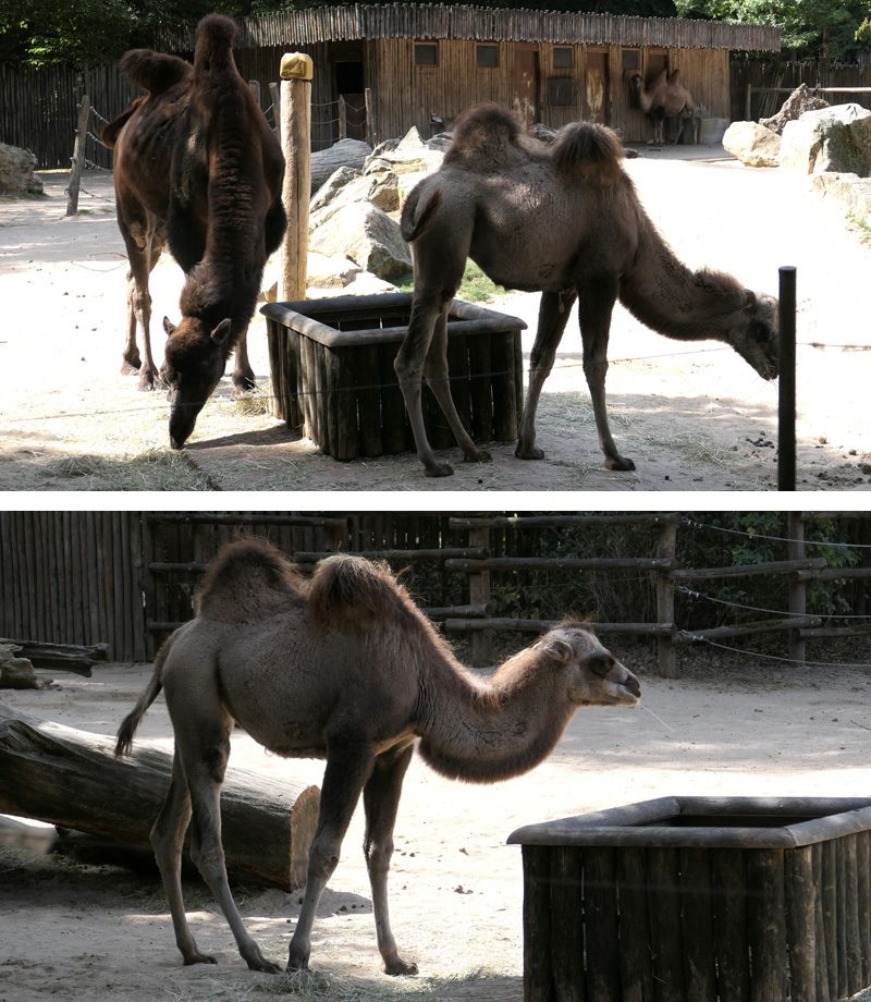 Trampeltier - Medienwerkstatt-Wissen © 2006-2025 Medienwerkstatt