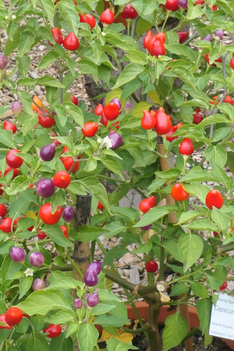 Pimenta Barra do Ribeiro 2 - Medienwerkstatt-Wissen © 2006-2025 ...