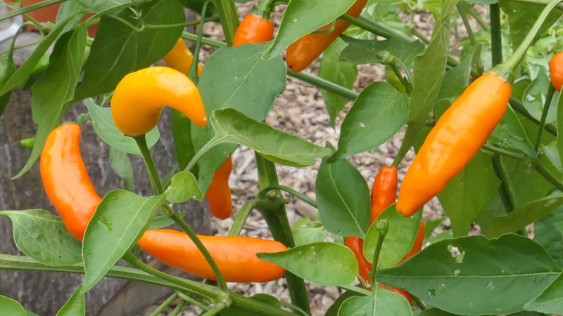 Aji Little Finger Orange - Medienwerkstatt-Wissen © 2006-2025 ...