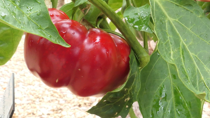 Topepo Rosso 2 - Medienwerkstatt-Wissen © 2006-2025 Medienwerkstatt