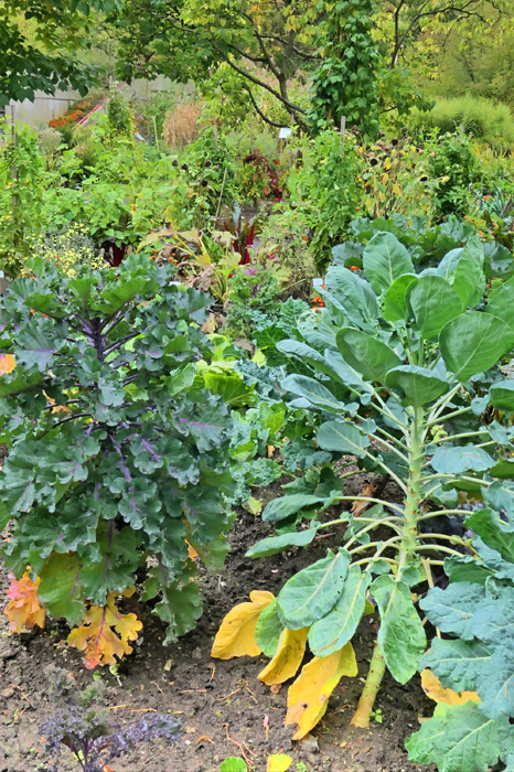 Kohl-Vielfalt - Fotos 3 - Medienwerkstatt-Wissen © 2006-2025 ...