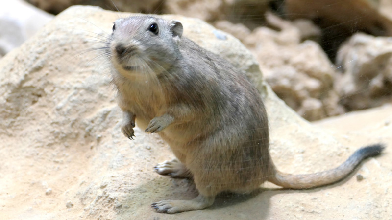 Fette Sandratte - allgemein - Medienwerkstatt-Wissen © 2006-2026 ...
