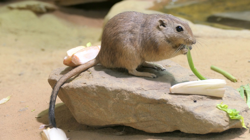 Fette Sandratte - Fotos 1 - Medienwerkstatt-Wissen © 2006-2026 ...