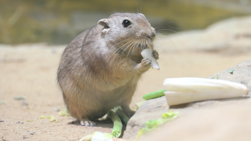 Fette Sandratte - Fotos 1 - Medienwerkstatt-Wissen © 2006-2026 ...