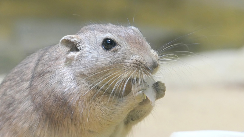 Fette Sandratte - Fotos 1 - Medienwerkstatt-Wissen © 2006-2026 ...