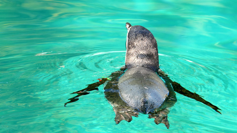 Humboldt-Pinguin - Fotos - Medienwerkstatt-Wissen © 2006-2024 ...