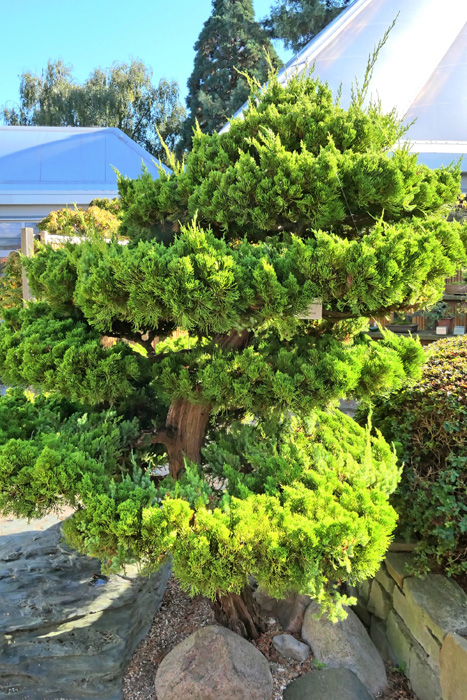 Garten-Bonsai - Medienwerkstatt-Wissen © 2006-2025 Medienwerkstatt