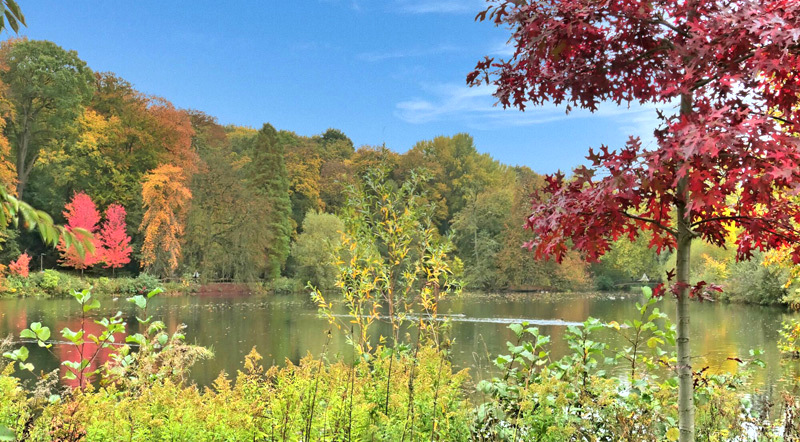Herbst im Rombergpark - Fotos 1 - Medienwerkstatt-Wissen © 2006-2025 Medienwerkstatt
