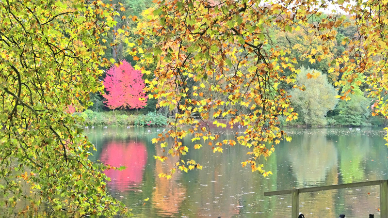 Herbst im Rombergpark - Fotos 1 - Medienwerkstatt-Wissen © 2006-2025 Medienwerkstatt