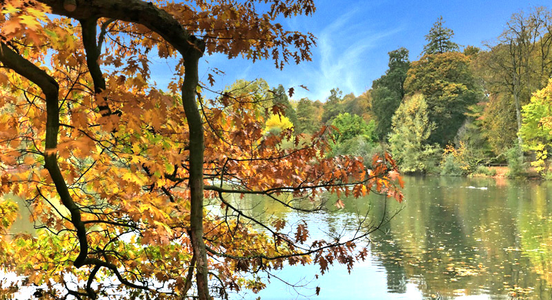 Herbst im Rombergpark - Fotos 1 - Medienwerkstatt-Wissen © 2006-2024 Medienwerkstatt