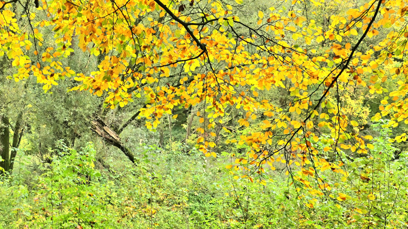 Herbst im Rombergpark - Fotos 4 - Medienwerkstatt-Wissen © 2006-2025 Medienwerkstatt