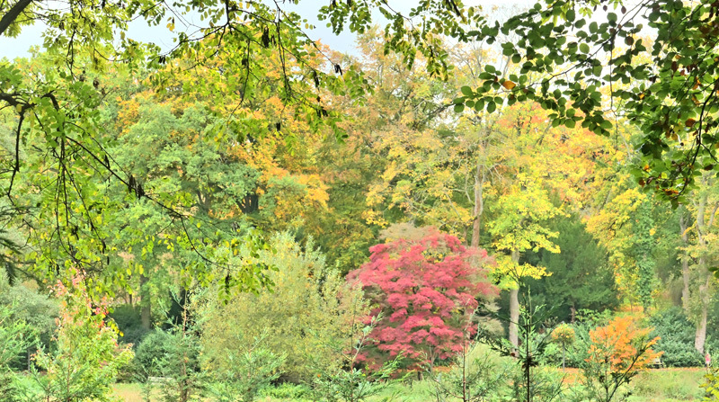 Herbst im Rombergpark - Fotos 4 - Medienwerkstatt-Wissen © 2006-2025 Medienwerkstatt
